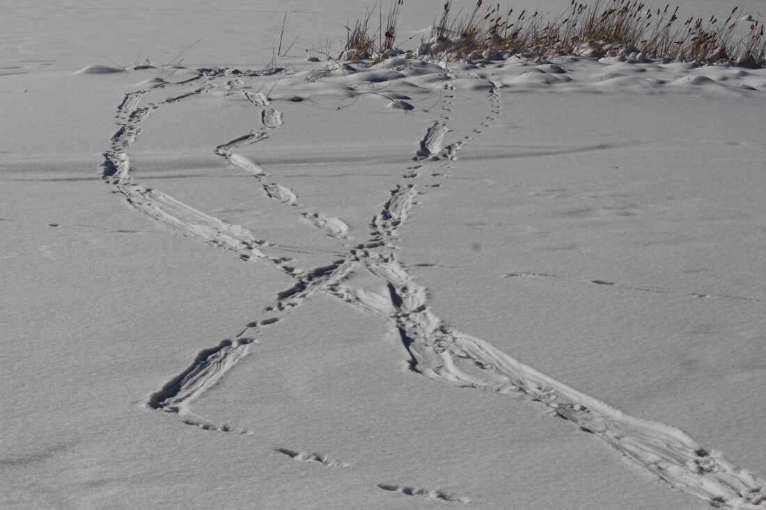 How to find elusive species in nature | News, Sports, Jobs - Times Observer